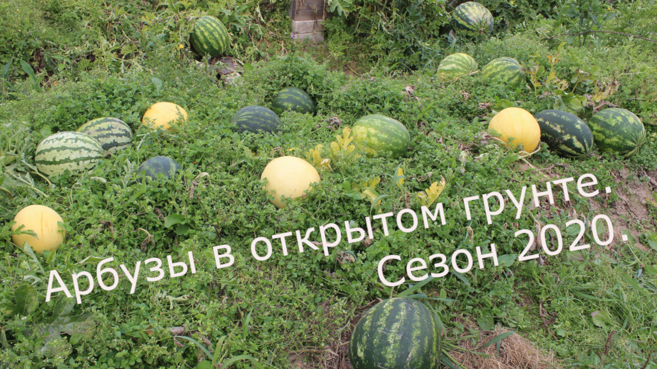 Арбузы и дыни в открытом грунте (24.08.20)