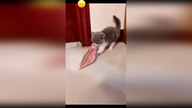 Самые смешные животные / Приколы с котами и собаками(# 56)#Shorts