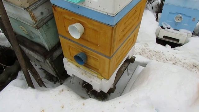 проблема с пчелами в январе при зимовке на меду, желтые пятна на снегу и вылет отдельных пчел