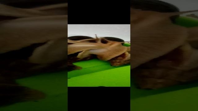 Лежбище улиток. Ахатины