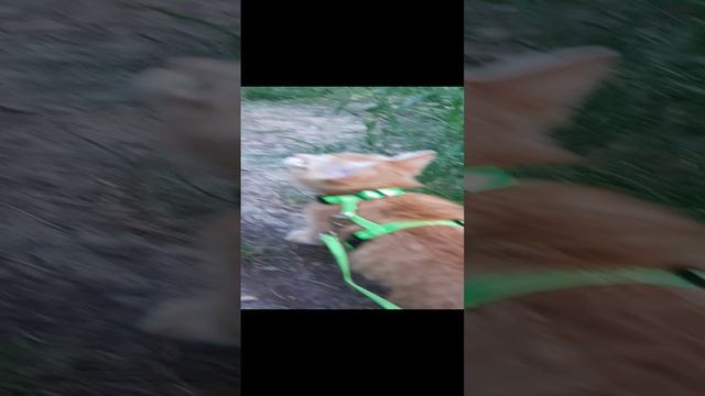 Увидел птичку #shorts