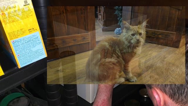 В сейфе закрыли кота.