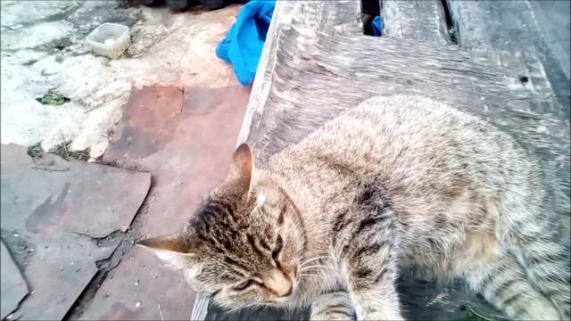 кошка неудачно родила котят!кто знает почему?