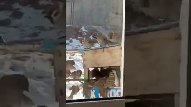 Воробьи за обедом..mp4