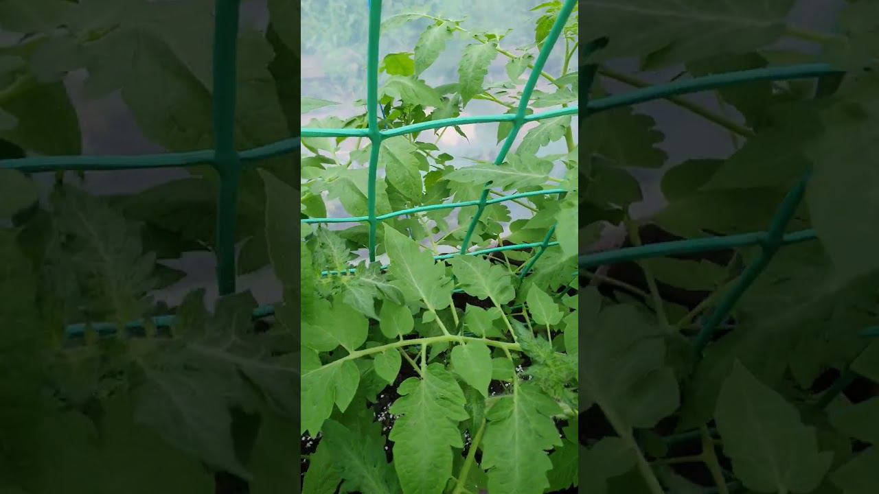 Не перекормить огурцы...