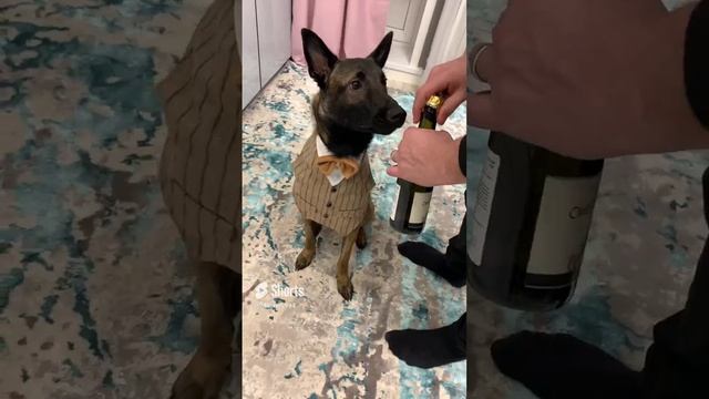 Собака аристократ, любитель шампанского ?