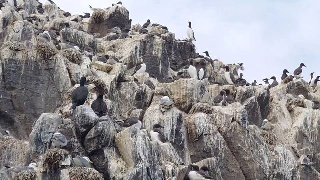 Мы вернулись к североморским птичкам и морским котикам - прогулка на корабле к птичьему базару