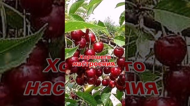 Хорошего настроения