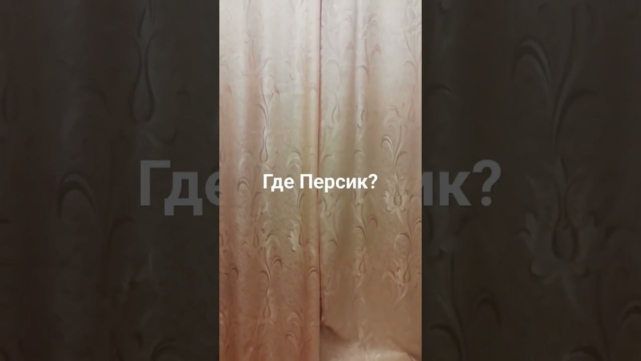 Где Персик?😉