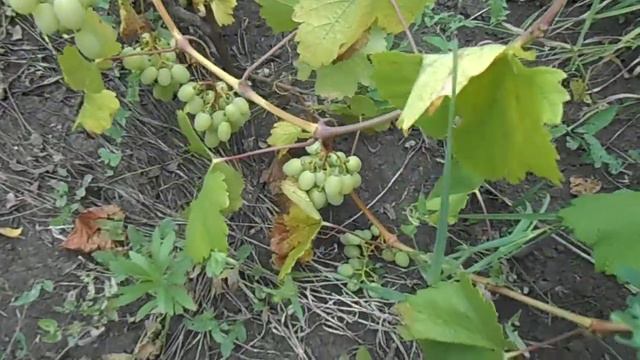 02.08.2019 _ Авдотьино