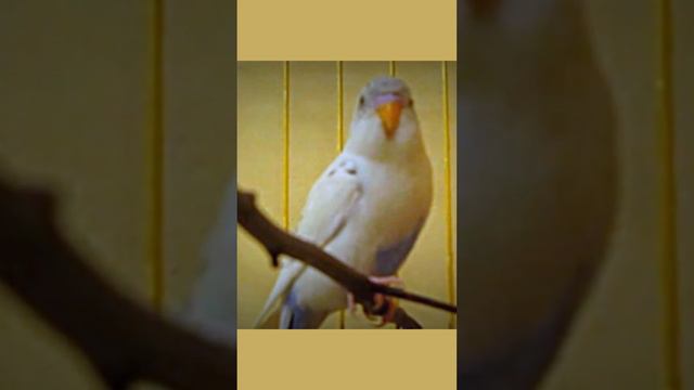 Морозко попугай читает рэп