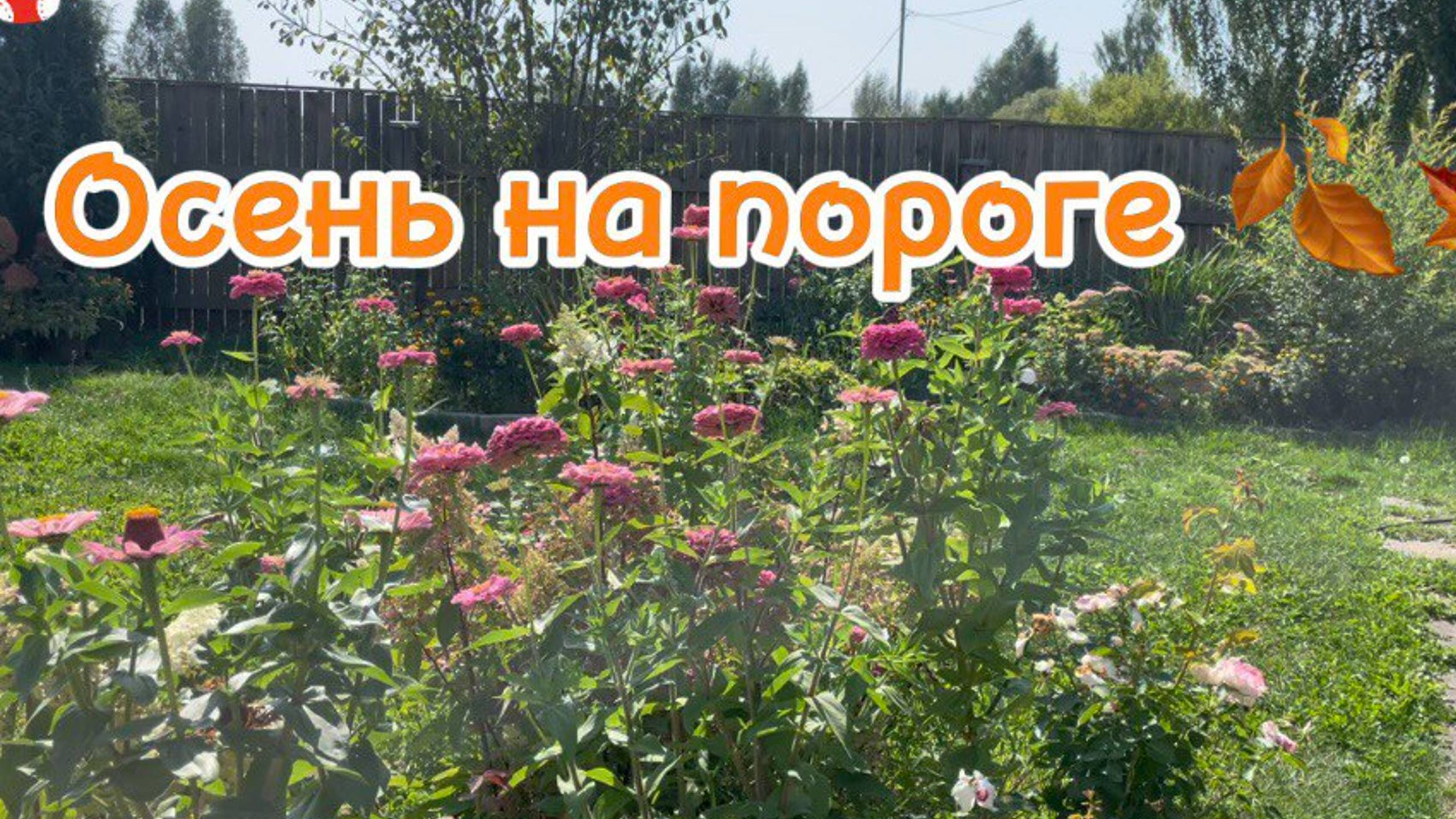 В моем саду затухают краски лета и расцветают осенние