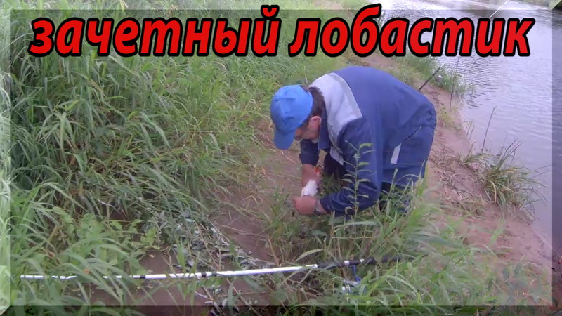 Дожили! Обловил дед с "крокодилами". Ловля на фидер на реке Жиздра