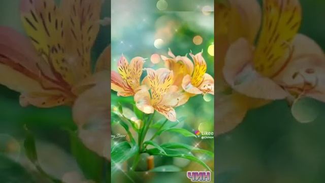 Доброе утро! Пусть день будет чудесным!.mp4