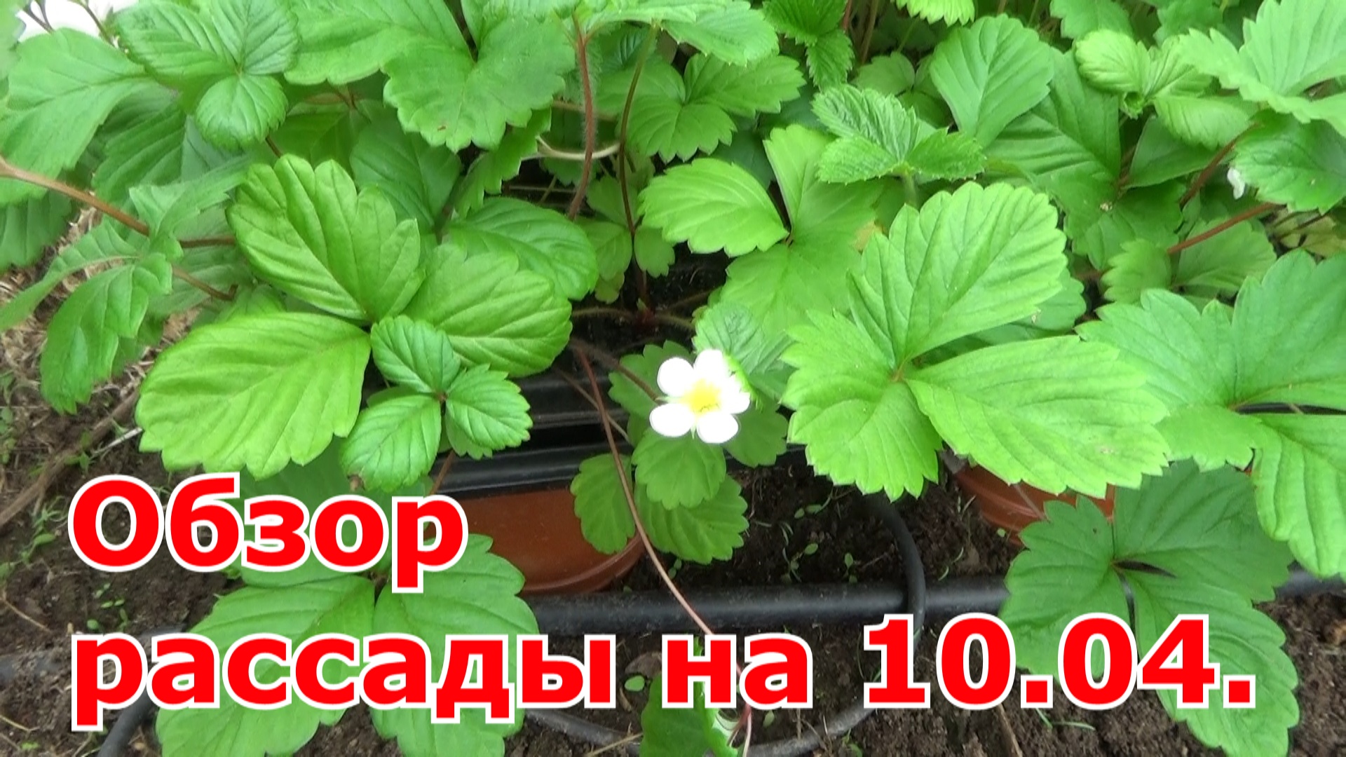 Обзор рассады в теплице на 10 апреля. Вся рассада уже в поликарбонатной теплице.
