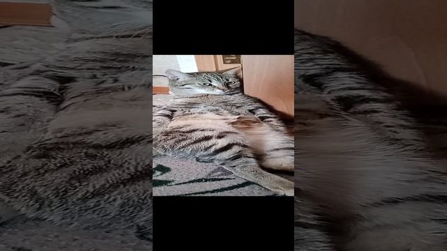 ЖАРКО КОШЕЧКЕ