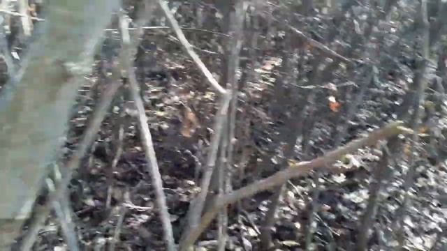 Грибы в Ноябре . Что Опять С Ней ? / Нива . Вешенка .