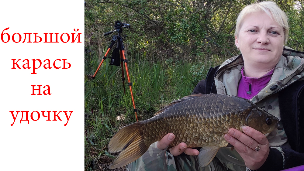 Большущий карась