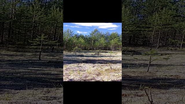 тайга, летом