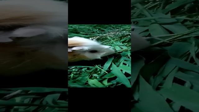 Сколько счастья привалило! Морская свинка и гора травы