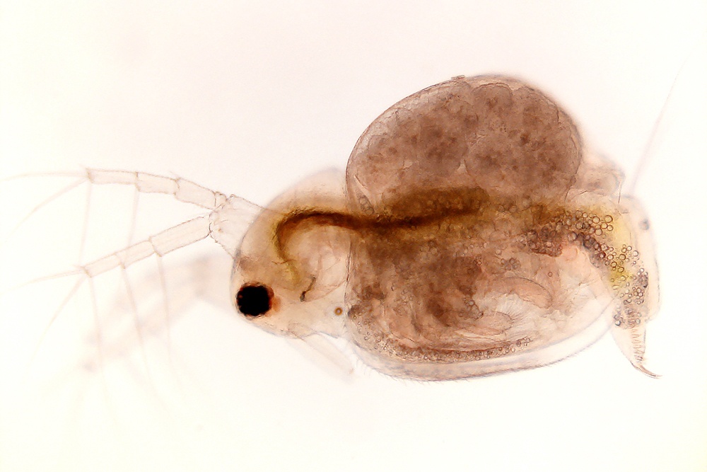 Дафния Моина - описание, строение, размножение, питательная ценность.
