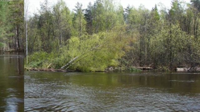 весна в Керженском заповеднике