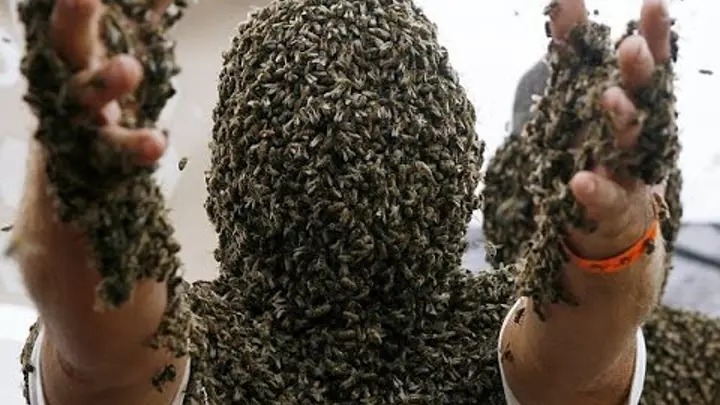 вышел рой пчел