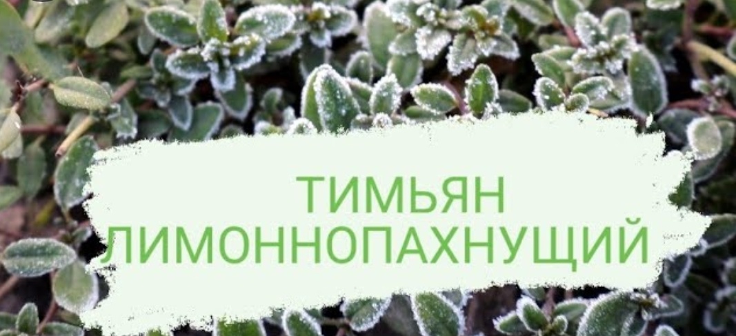 ТИМЬЯН ЛИМОННОПАХНУЩИЙ. ТИМЬЯН, ЧАБРЕЦ ИЛИ БОГОРОДСКАЯ ТРАВА. ЛЕЧЕБНЫЕ  И КУЛИНАРНЫЕ СВОЙСТВА.