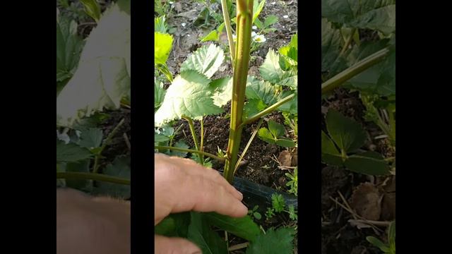 Мои саженцы 20 апреля