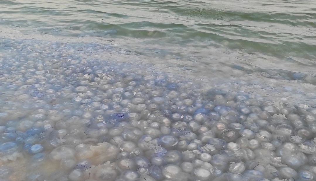 Азовское море вновь заполонили медузы: море превратилось в желе
#Russia #SeaofAzov #jellyfish