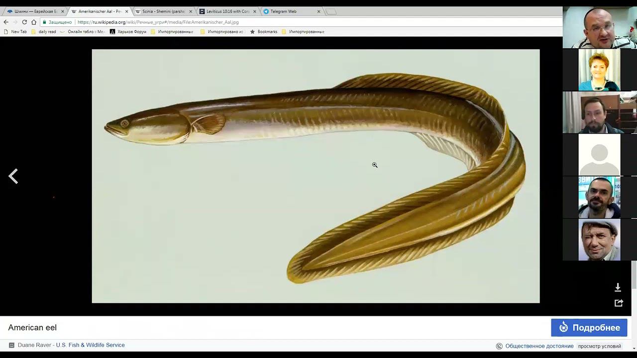 Почему осетр некошерный и запрещен в еду еврею? Что не так с угрем и сомом? Недельная глава Шмини