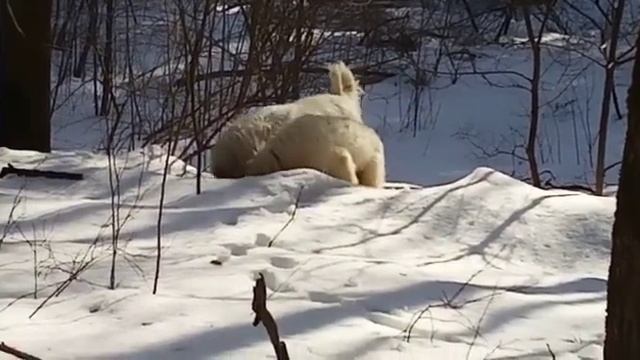 Наши домашние питомцы. Южнорусская овчарка