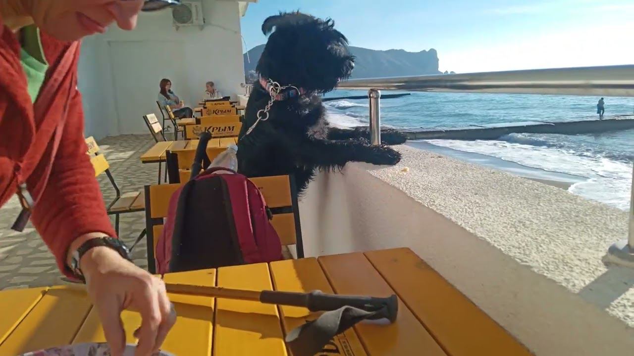 Судак  Море и собака