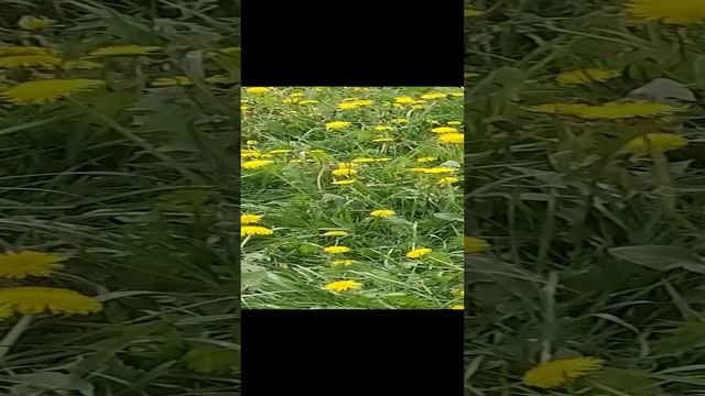 Одуванчики