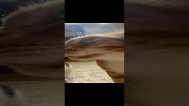 27-03-2024 кот❤️