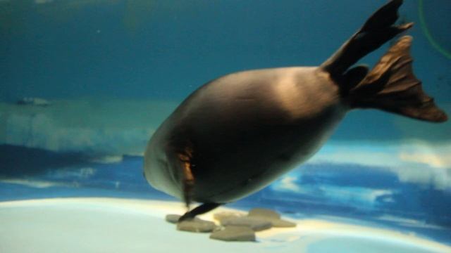 Байкальская нерпа. Биологический музей. Листвянка.