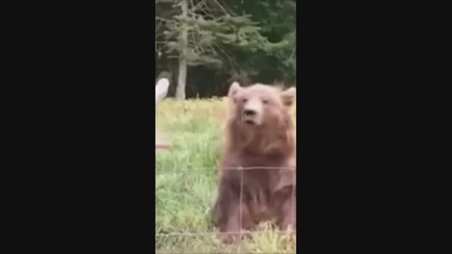 funny bears7#shorts./забавные мишки