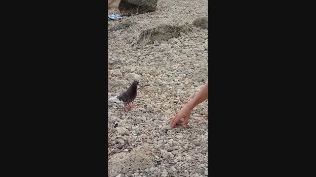 Ручной голубь на берегу моря. Крым