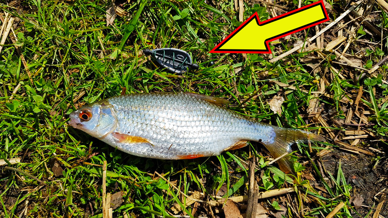 Ловля плотвы на Мини флэт Пикер, Особенности метода! Рыбалка в мае 2021