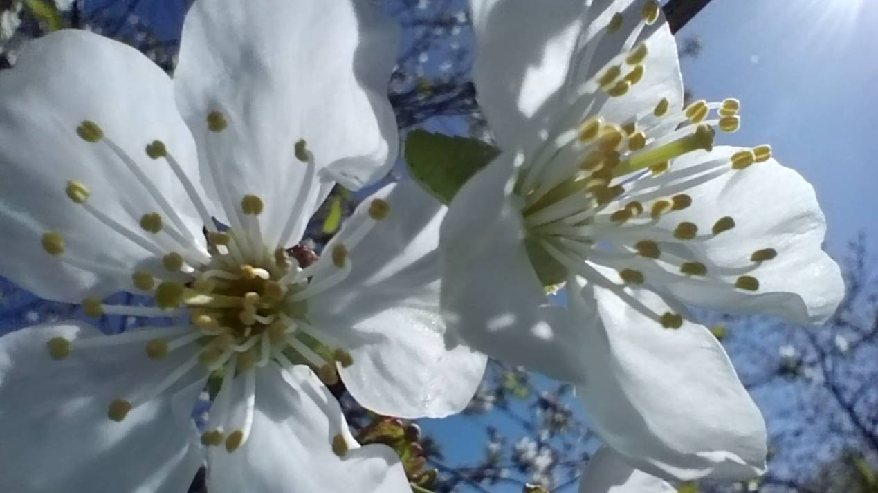 Цветение Садов