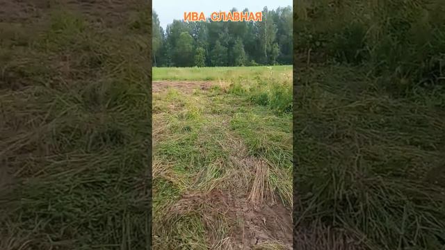 Ива Славная: Кипит работа на будущей плантации (04.07.2024)