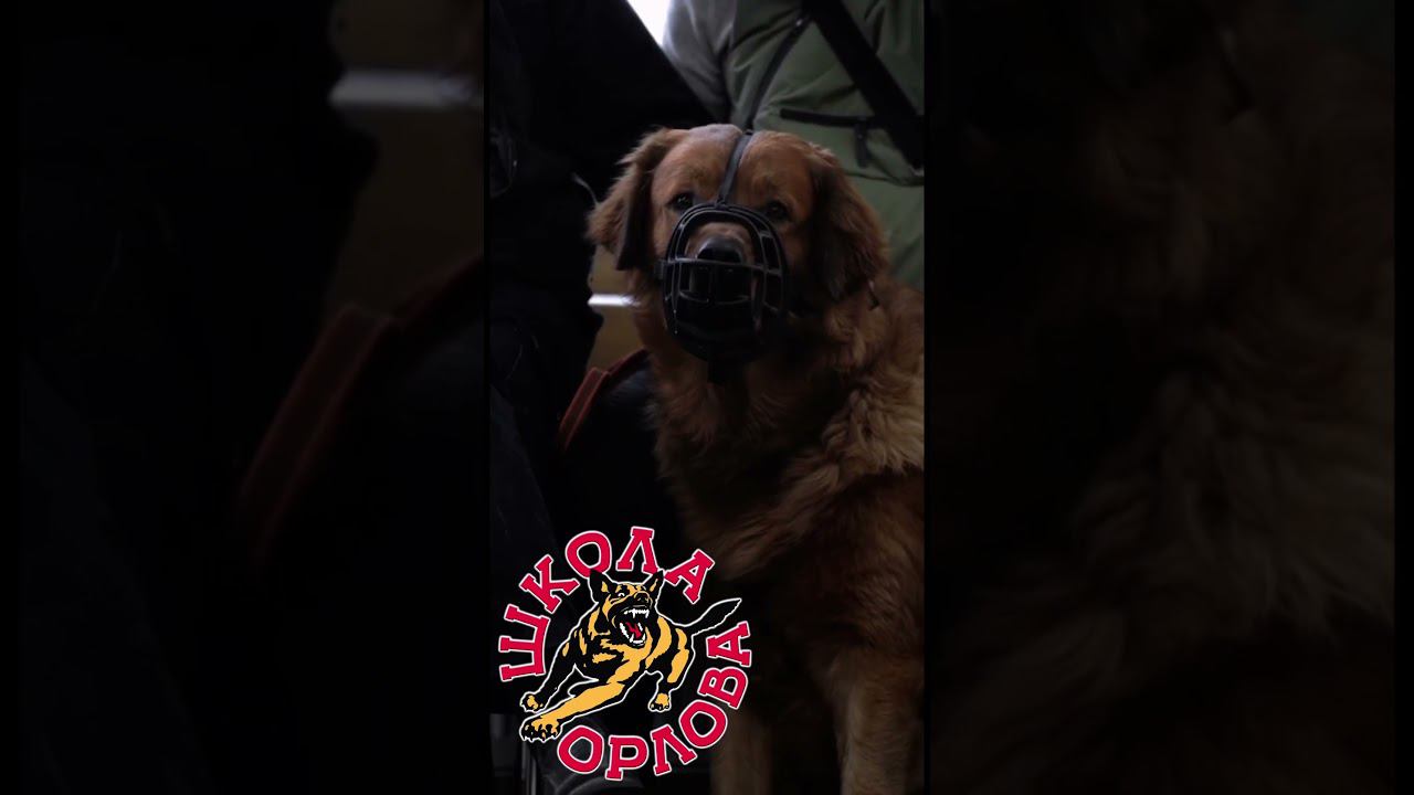 Офлайн Практикум для студентов Дистанционного Факультета «Школы Орлова» 17.12.23 г. Санкт-Петербург