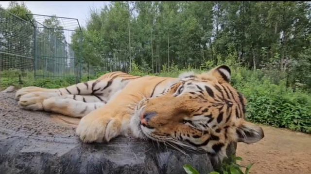 Не для работы создан я