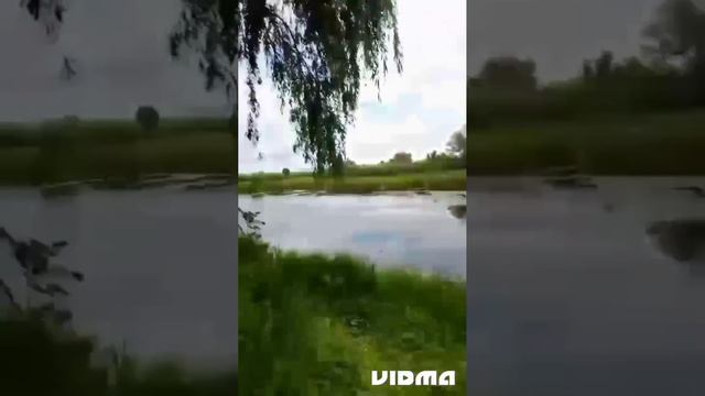 Мой Джек Рассел