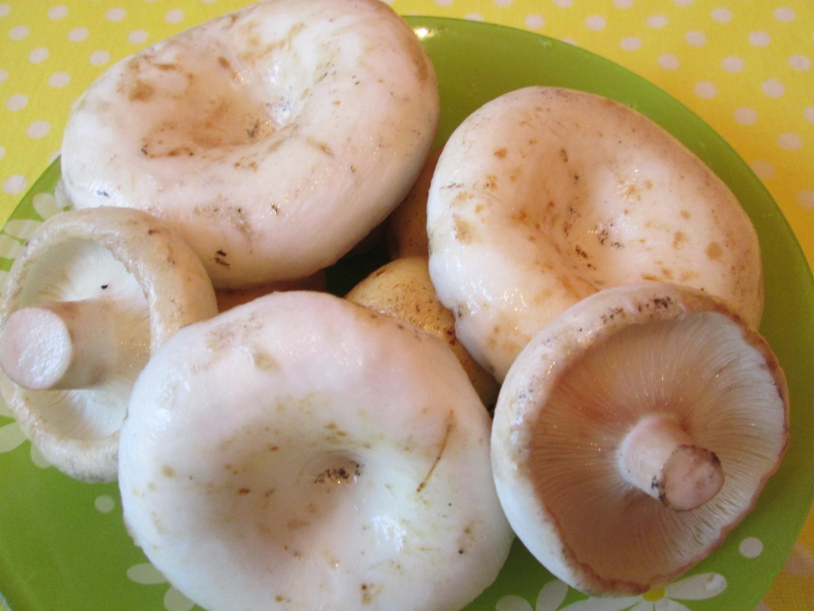 ГРУЗДИ  СОЛЕНЫЕ ХОЛОДНЫМ СПОСОБ РЕЦЕПТ СОЛЕНЫХ ГРИБОВ