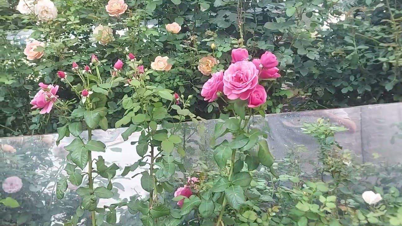 Памятник Станиславскому и Немировичу-Данченко. Фестиваль "Цветочный джем"(05.08.22)