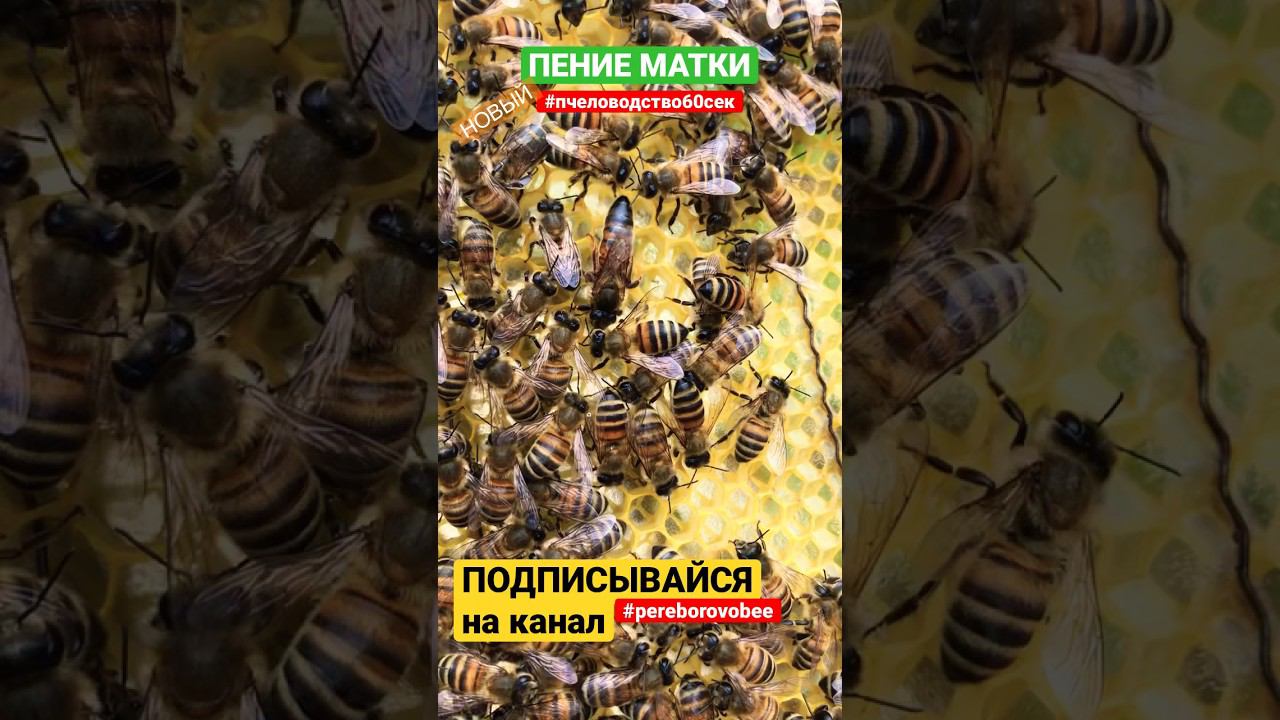 Пение матки! Новая рубрика #пчеловодство60сек #pereborovobee #пасека #факты #ответы #матка