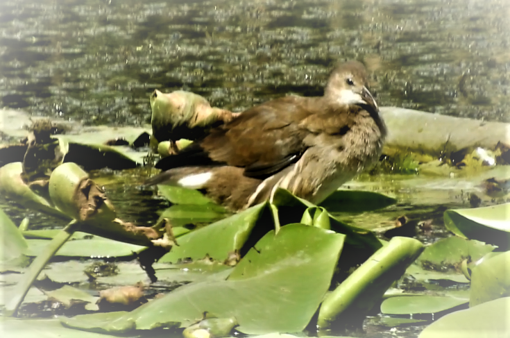 Биосфера. Курица камышница в своём обычном наряде. Река Везёлка. Белгород.