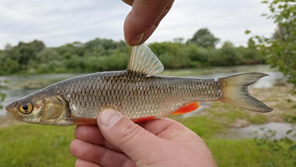 Рыбалка на хариуса и голавля поплавочной удочкой с обманкой