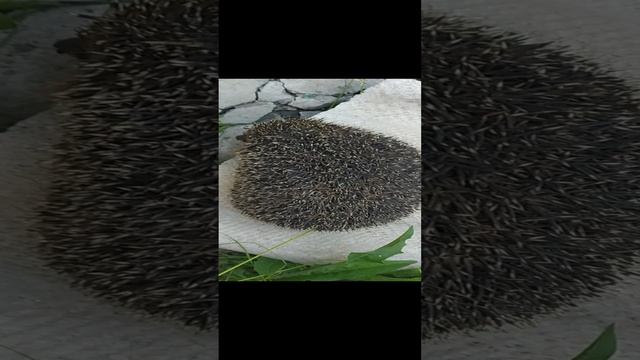 ЁЖ просто ЁЖ